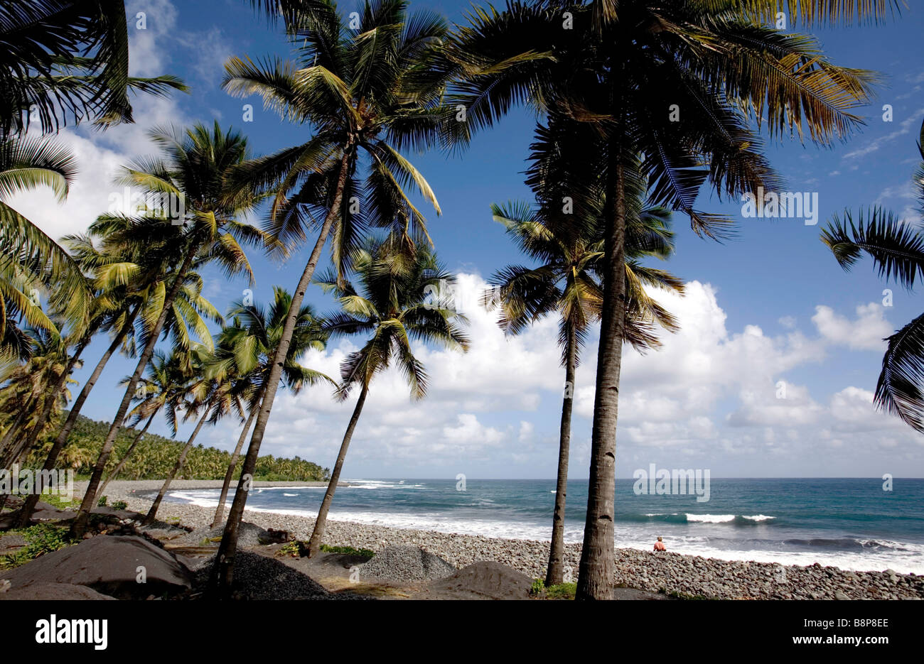 Comoros, Anjouan, west coast, coconut palms Stock Photo - Alamy