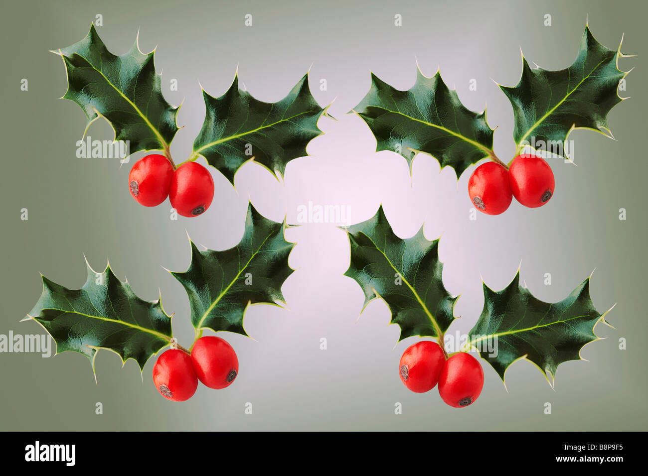 Sprig of holly england hi-res stock photography and images - Alamy