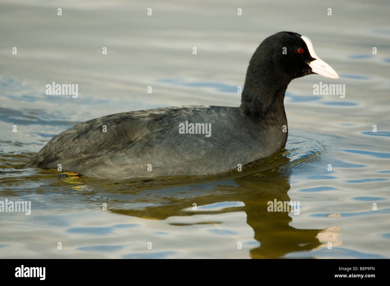 Bald coots hi-res stock photography and images - Alamy