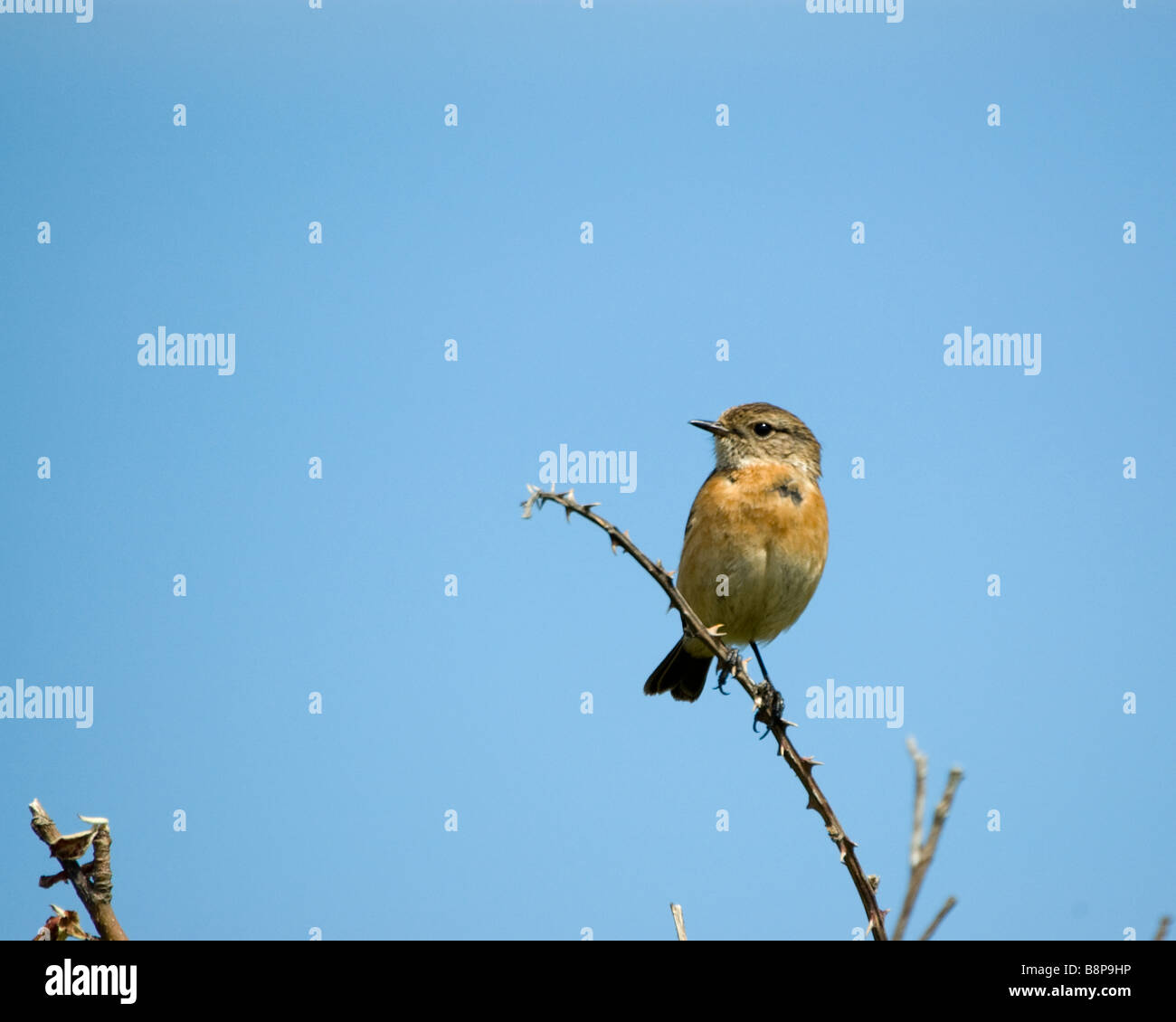 Eurasian stonechat hi-res stock photography and images - Alamy