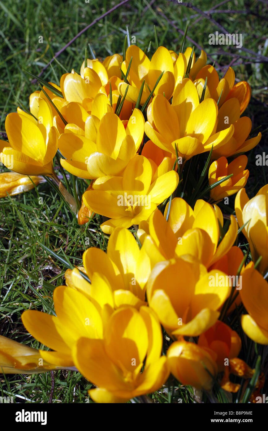 CROCUS CHRYSANTHUS NATURALISED IN GRASSLAND UNDER BIRCH TREES BETULA ...