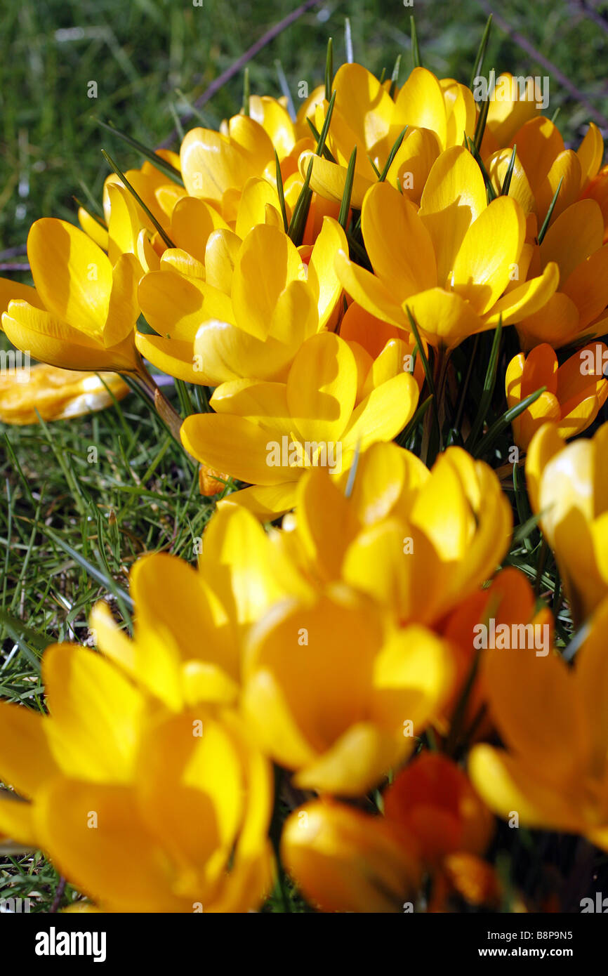 CROCUS CHRYSANTHUS NATURALISED IN GRASSLAND UNDER BIRCH TREES BETULA ...