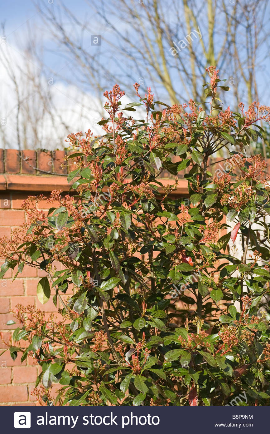 Red Robin Plant High Resolution Stock Photography and Images - Alamy