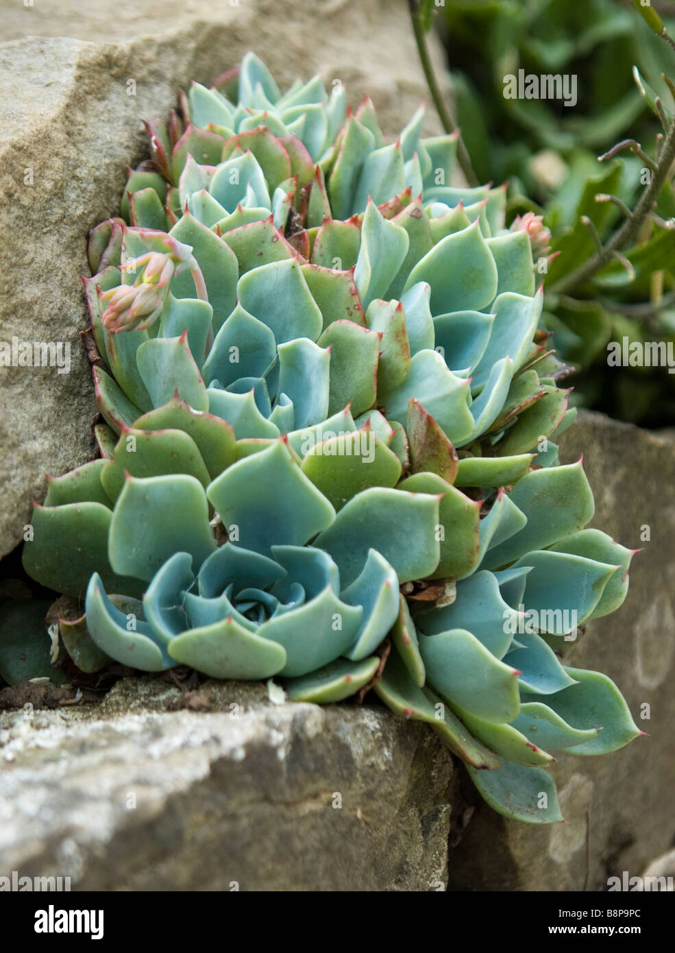 Stonecrops hi-res stock photography and images - Alamy