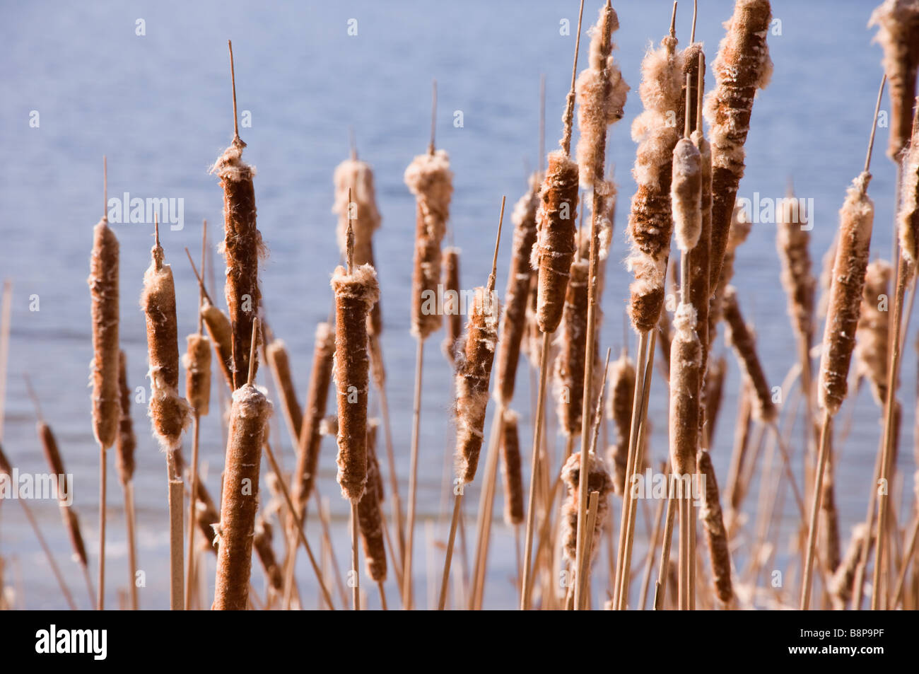 Disintegrating cattails at the lake Stock Photo - Alamy