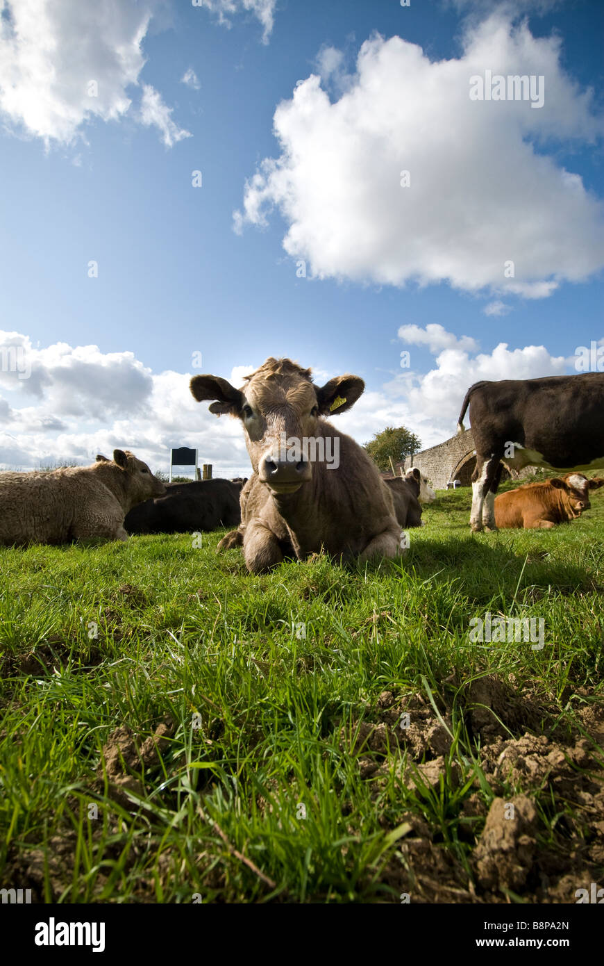 Cows and calves in a field Stock Photo - Alamy