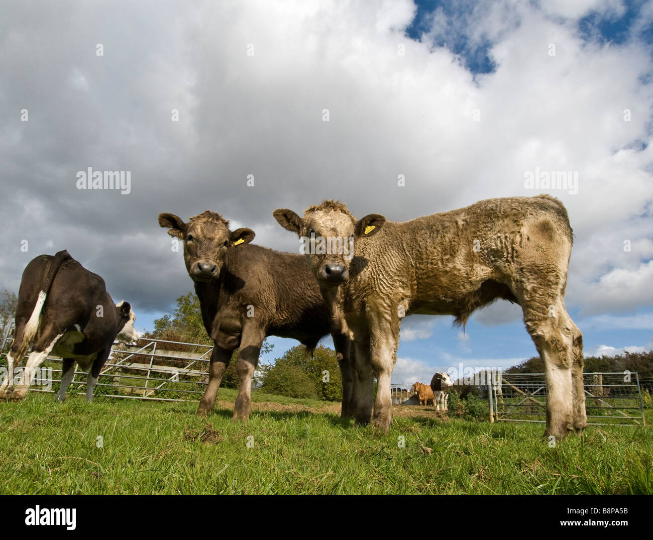 Two calves and cattle in a field, Oxfordshire, UK Stock Photo - Alamy