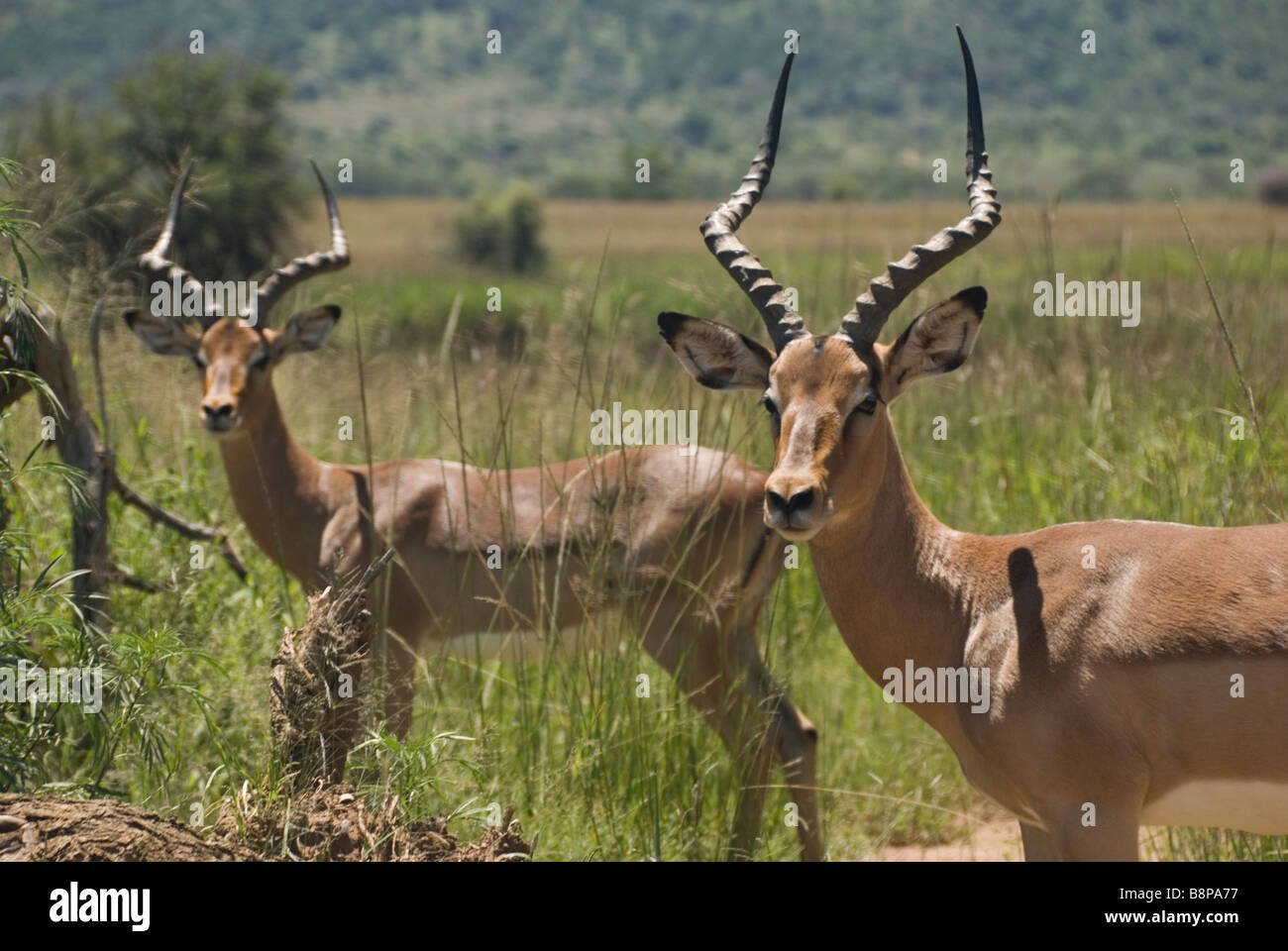 Impala buck in Pilansberg, South Africa Stock Photo - Alamy