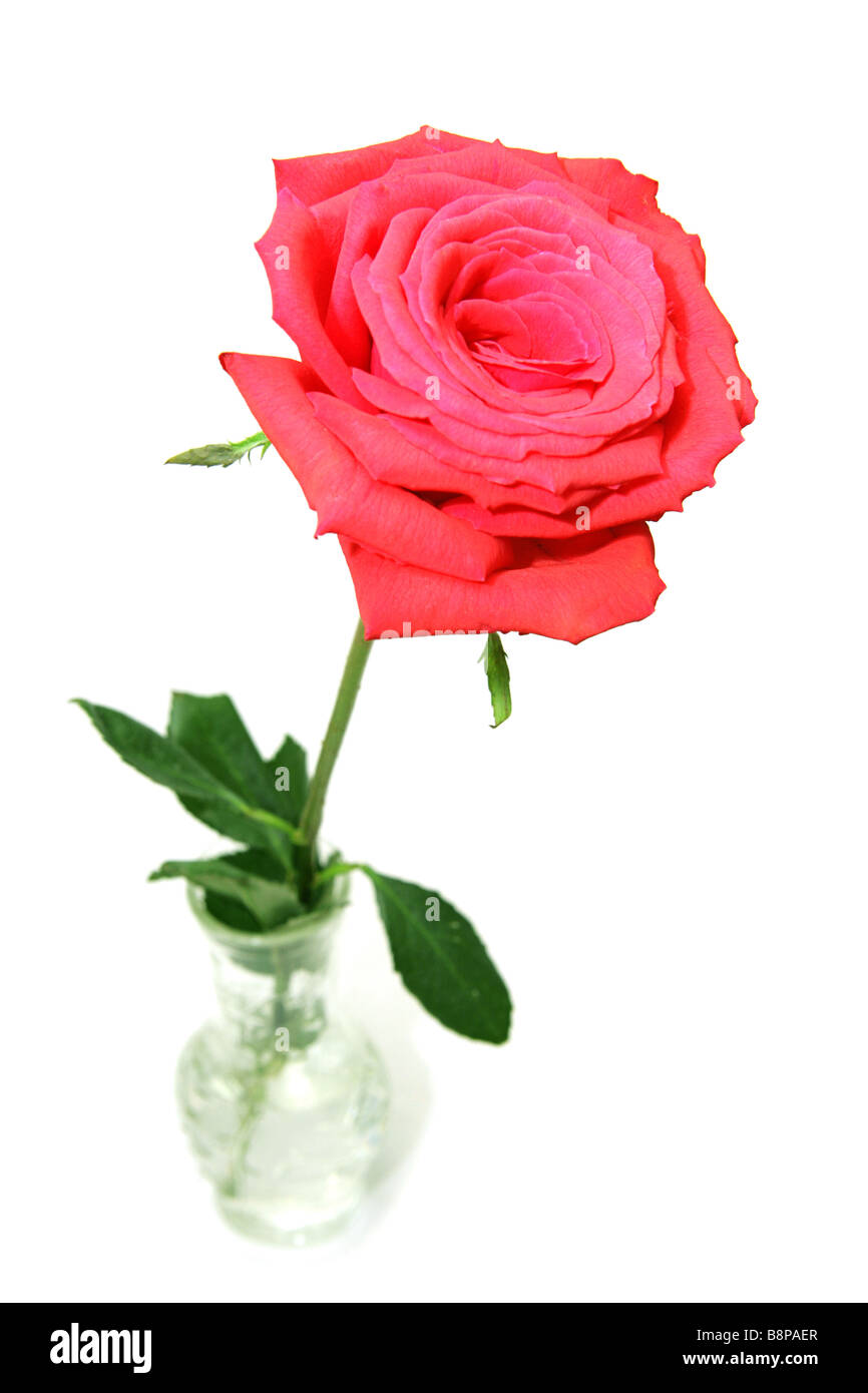 Red rose in a crystal bud vase Isolate on white Stock Photo - Alamy