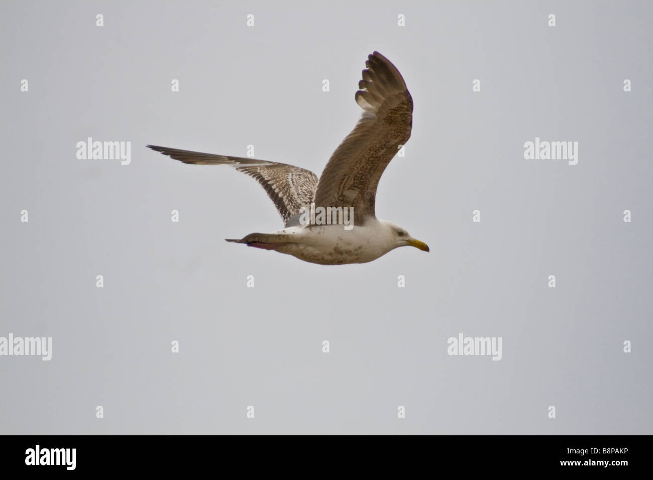 First flight uk bird hi-res stock photography and images - Alamy