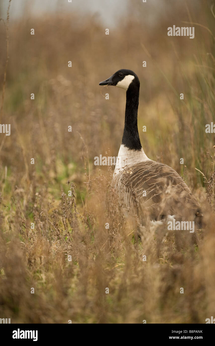 Canada Goose Branta canadensis standing in wetland Stock Photo - Alamy