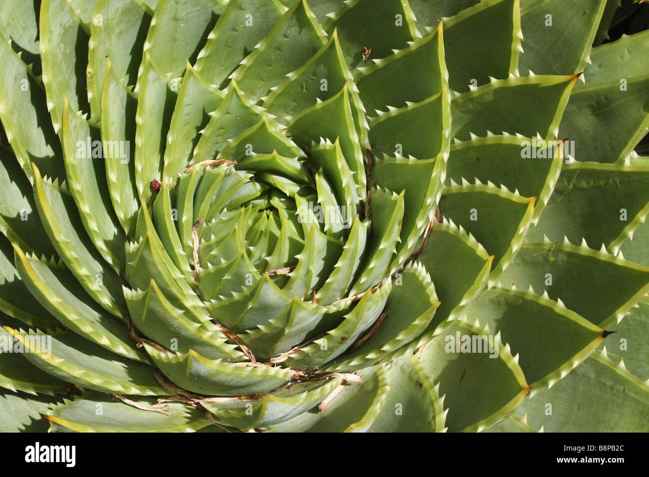 Cactus plant in Melborne botanical gardens, Australia Stock Photo - Alamy