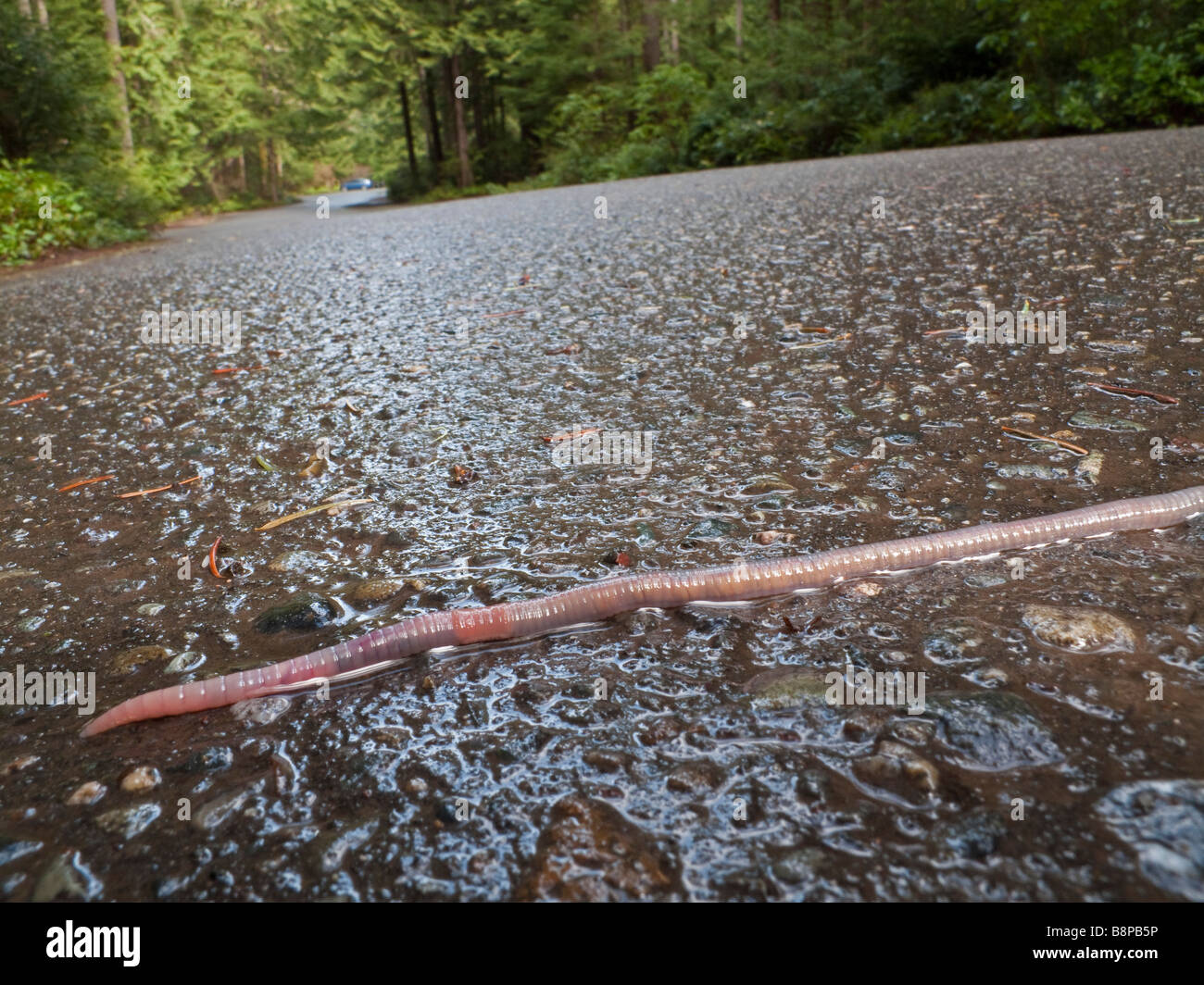 Earth worm crossing the road Stock Photo - Alamy