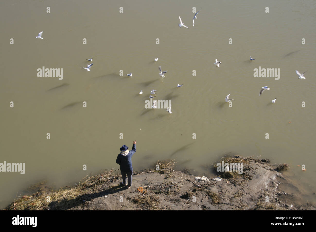 old man feeding flock of birds on tiber river in rome Stock Photo - Alamy