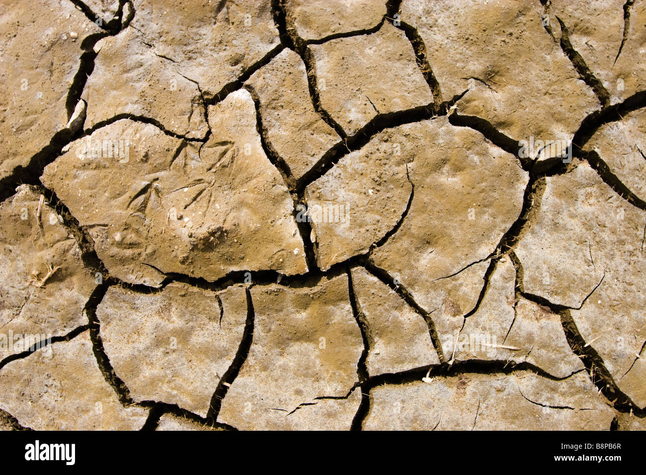 Cracks on the soil during a drought Stock Photo - Alamy