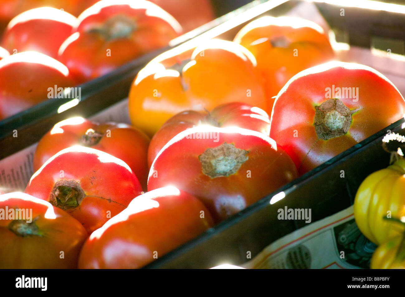 Tomatoes fresh picked ready for grading Stock Photo - Alamy