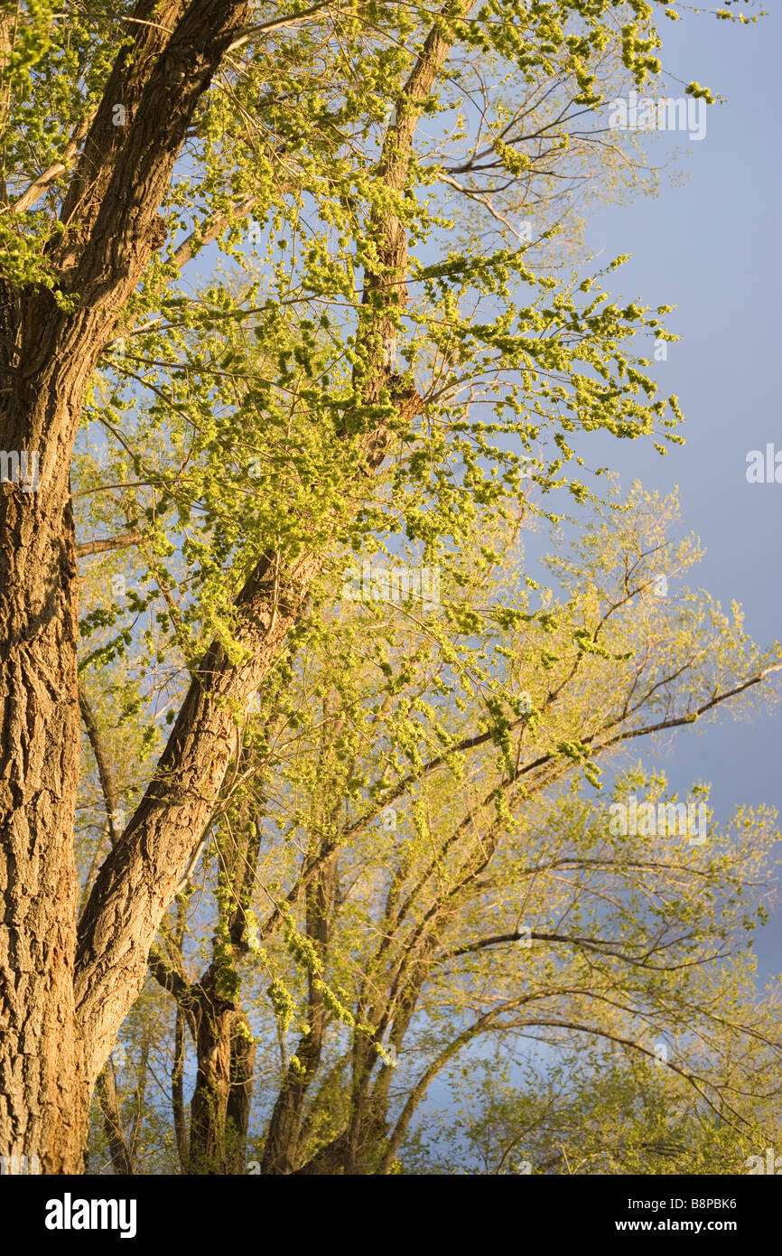 Elm seeds falling hi-res stock photography and images - Alamy