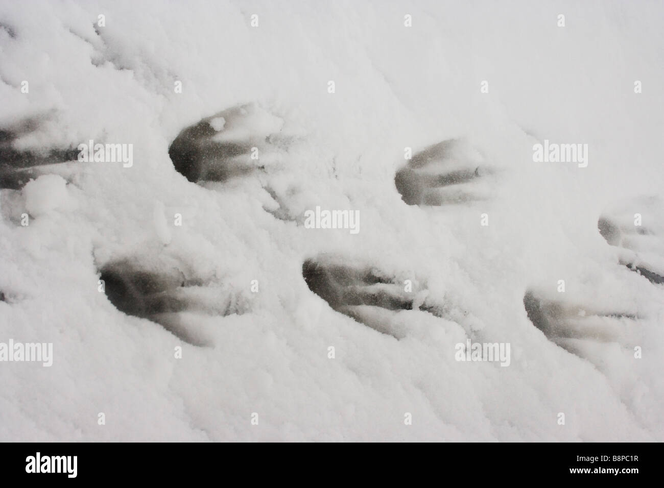Penguin tracks hi-res stock photography and images - Alamy