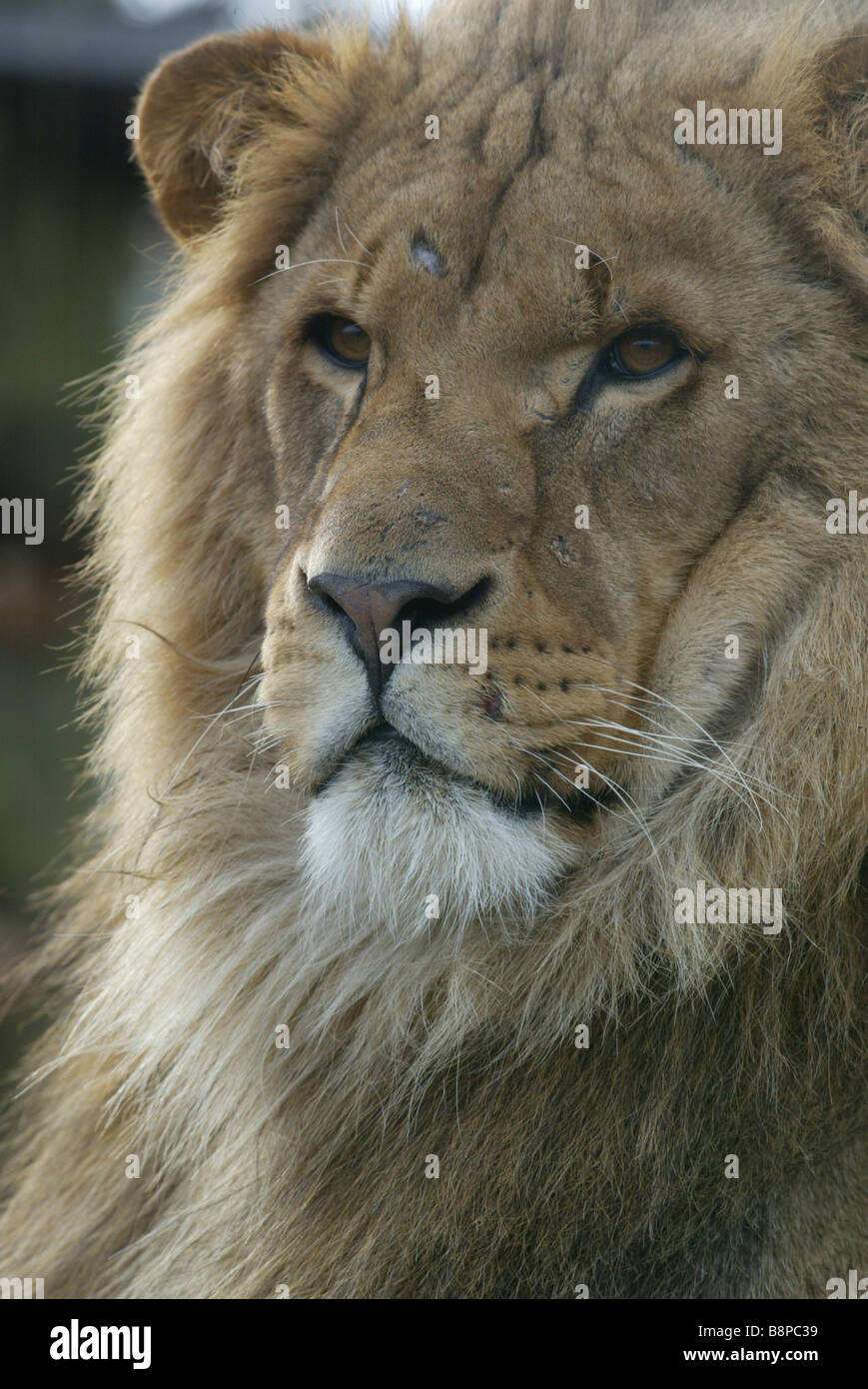 Lion s Face Stock Photo - Alamy