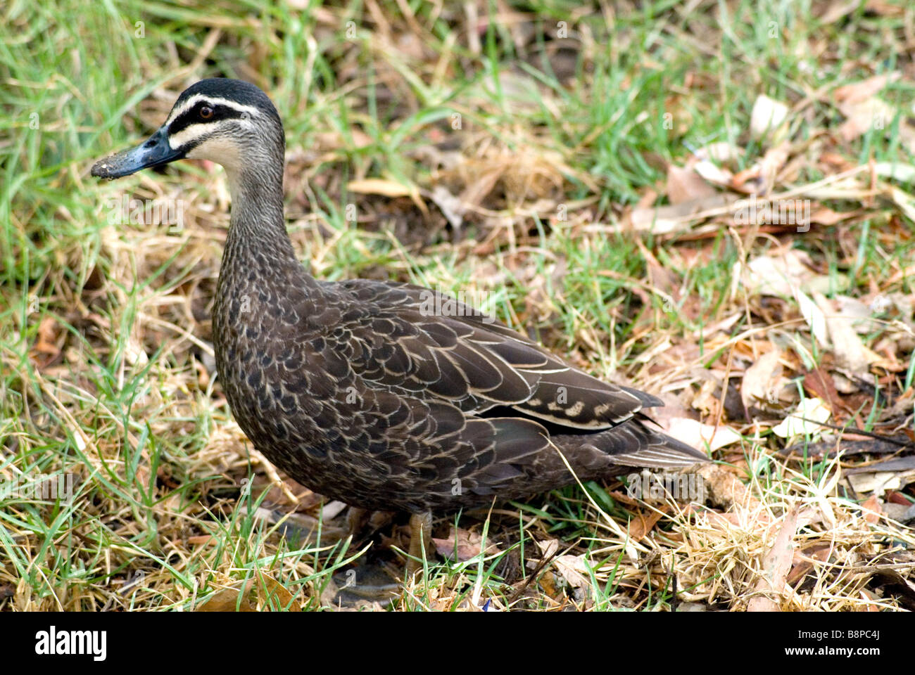 Pacific black duck hi-res stock photography and images - Alamy