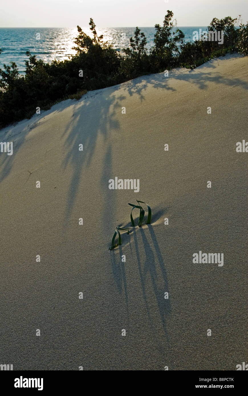 Dunes in the Circeo National Park in Italy Stock Photo - Alamy