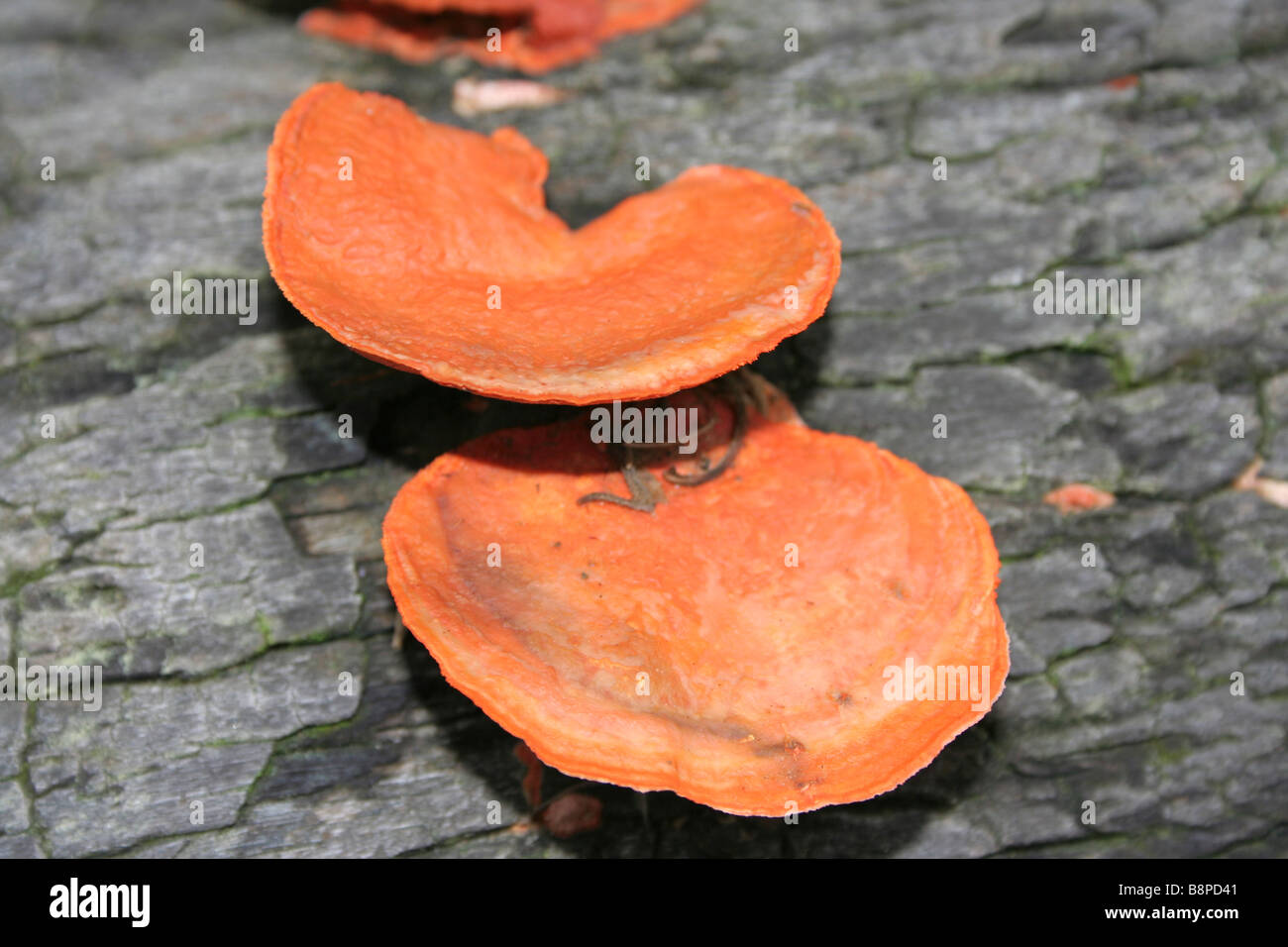 Red fungi growing on dead tree Stock Photo - Alamy