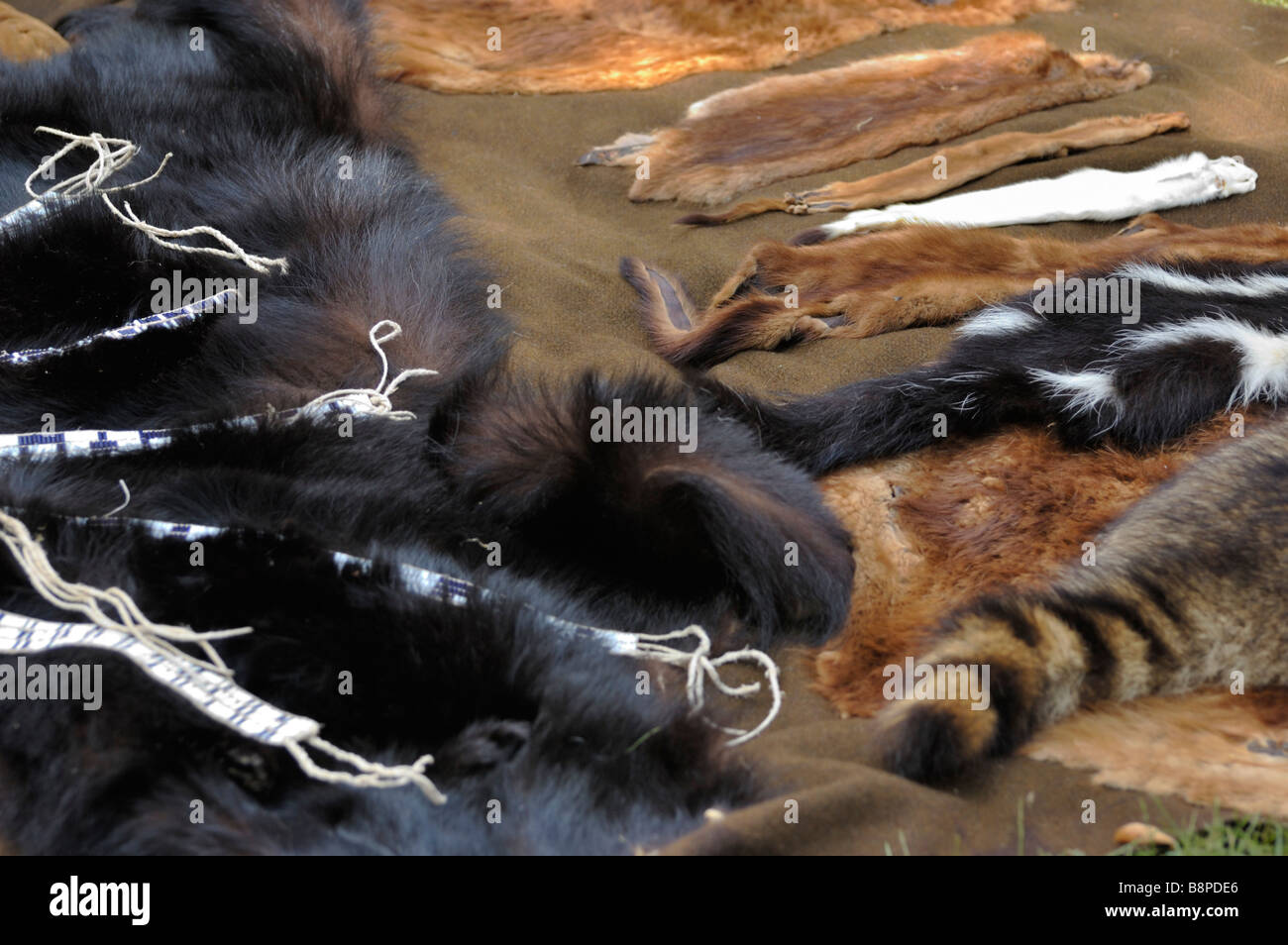 Fur pelt on display hi-res stock photography and images - Alamy