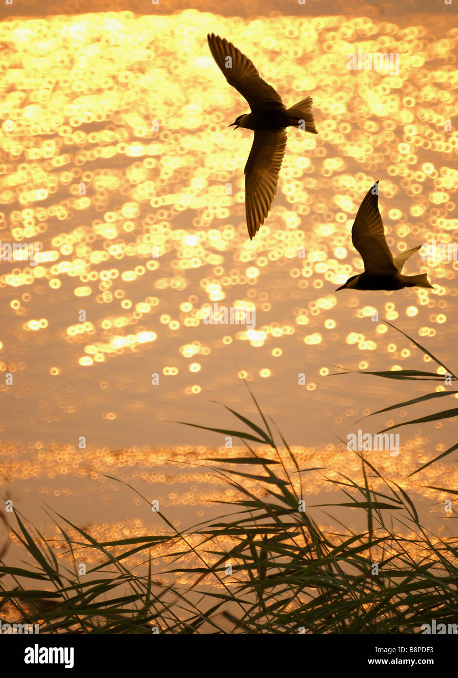 Birds Flying Over The River Stock Photo - Alamy