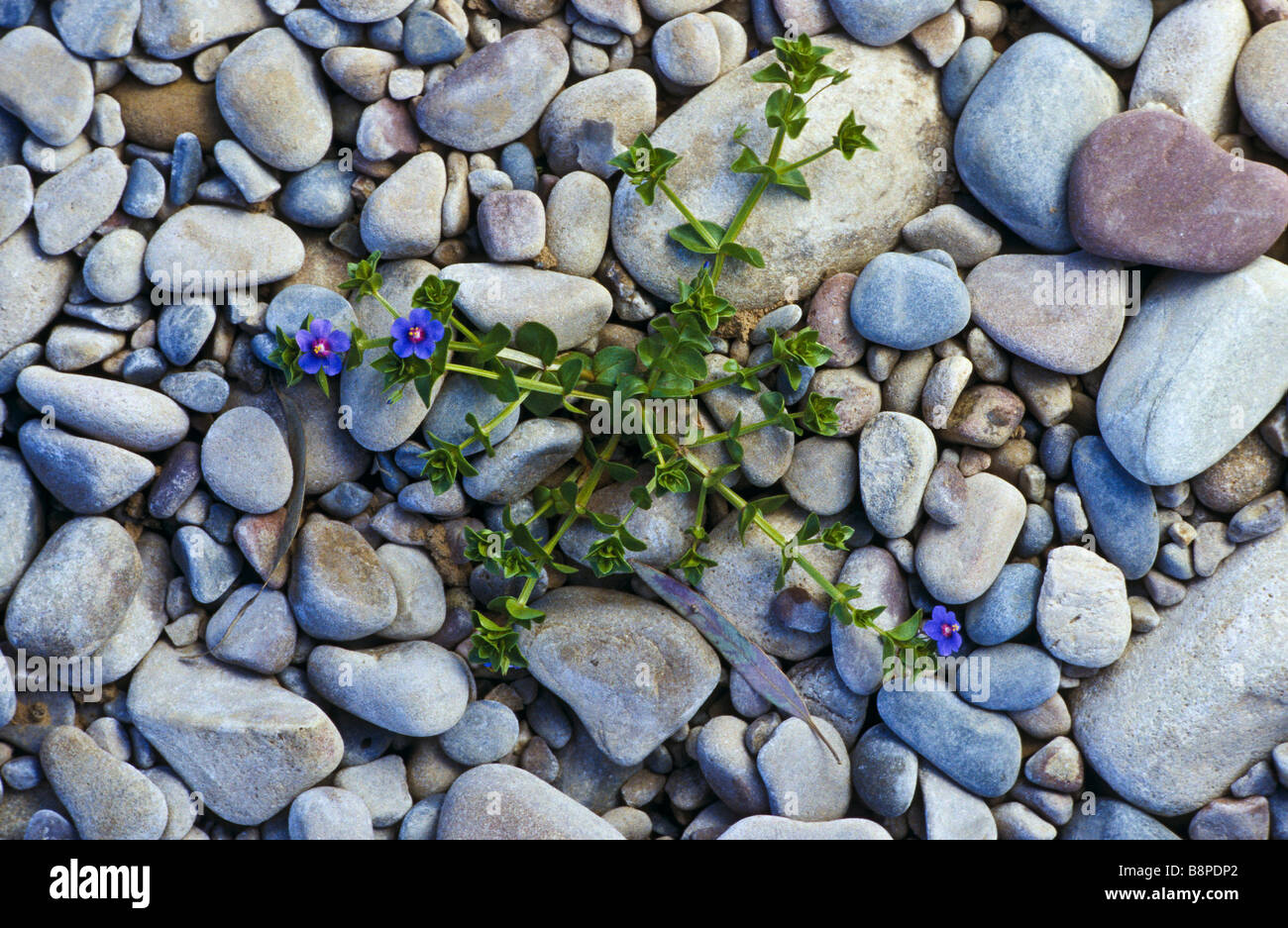 outback wildflowers, Australia Stock Photo - Alamy
