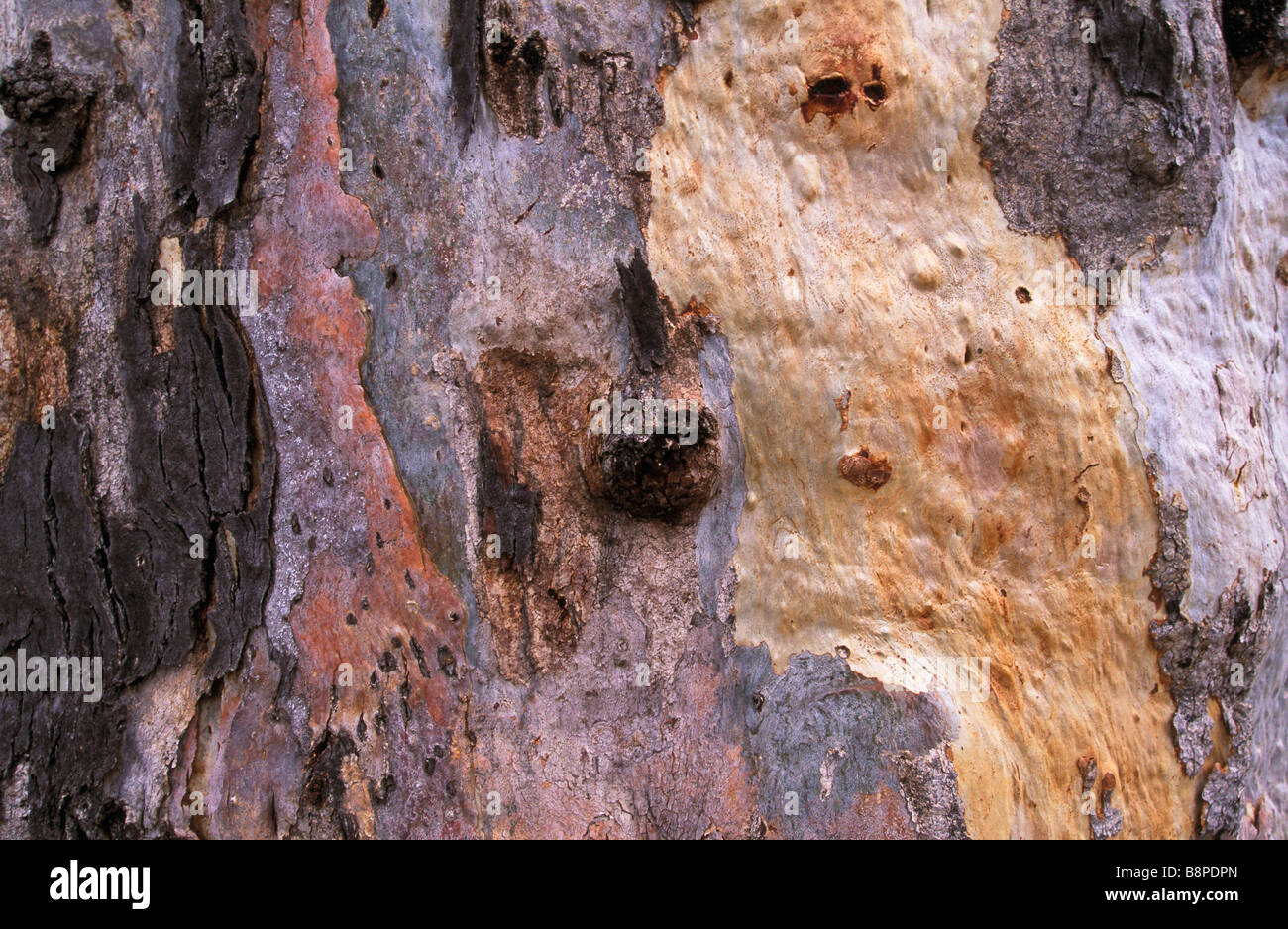 No one indigenous native endemic flora vegetation hi-res stock ...