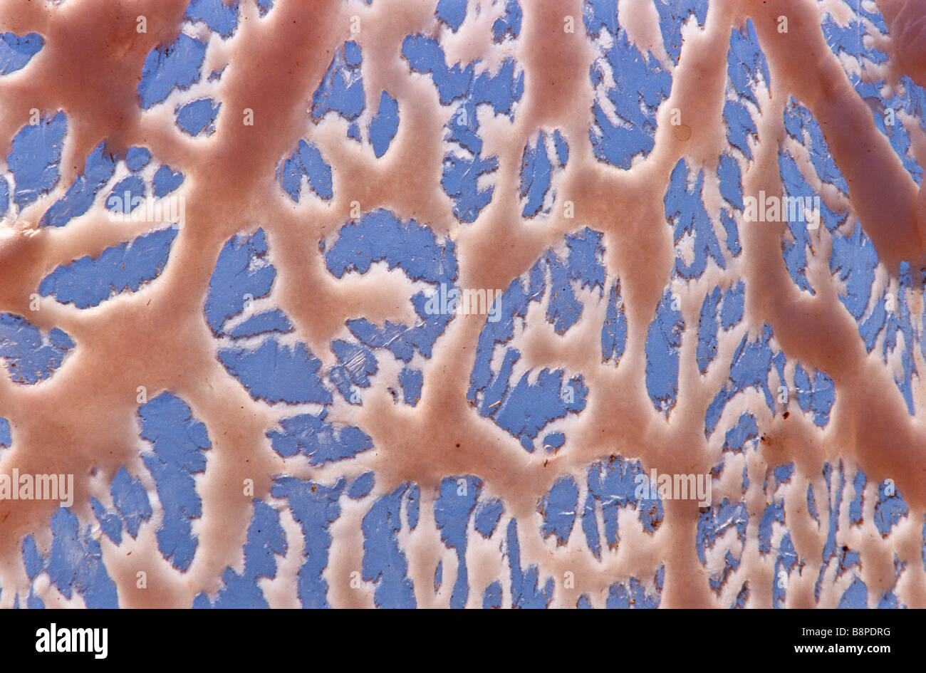 Web like patterns hi-res stock photography and images - Alamy