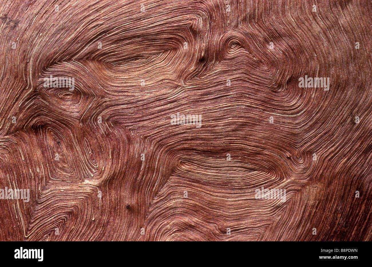 Wood grain, rainforest tree, Australia Stock Photo - Alamy