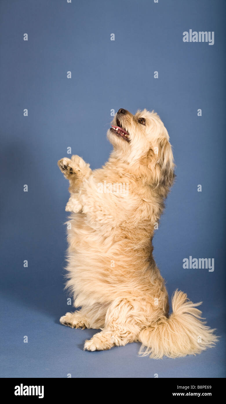 Maltese profile side hi-res stock photography and images - Alamy