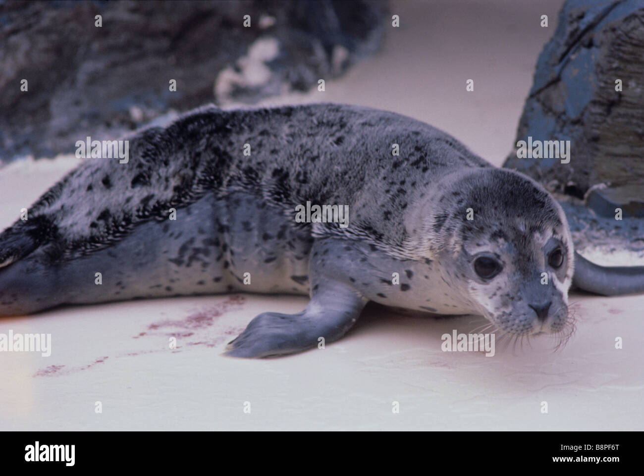 HARBOUR SEAL PUP Stock Photo - Alamy