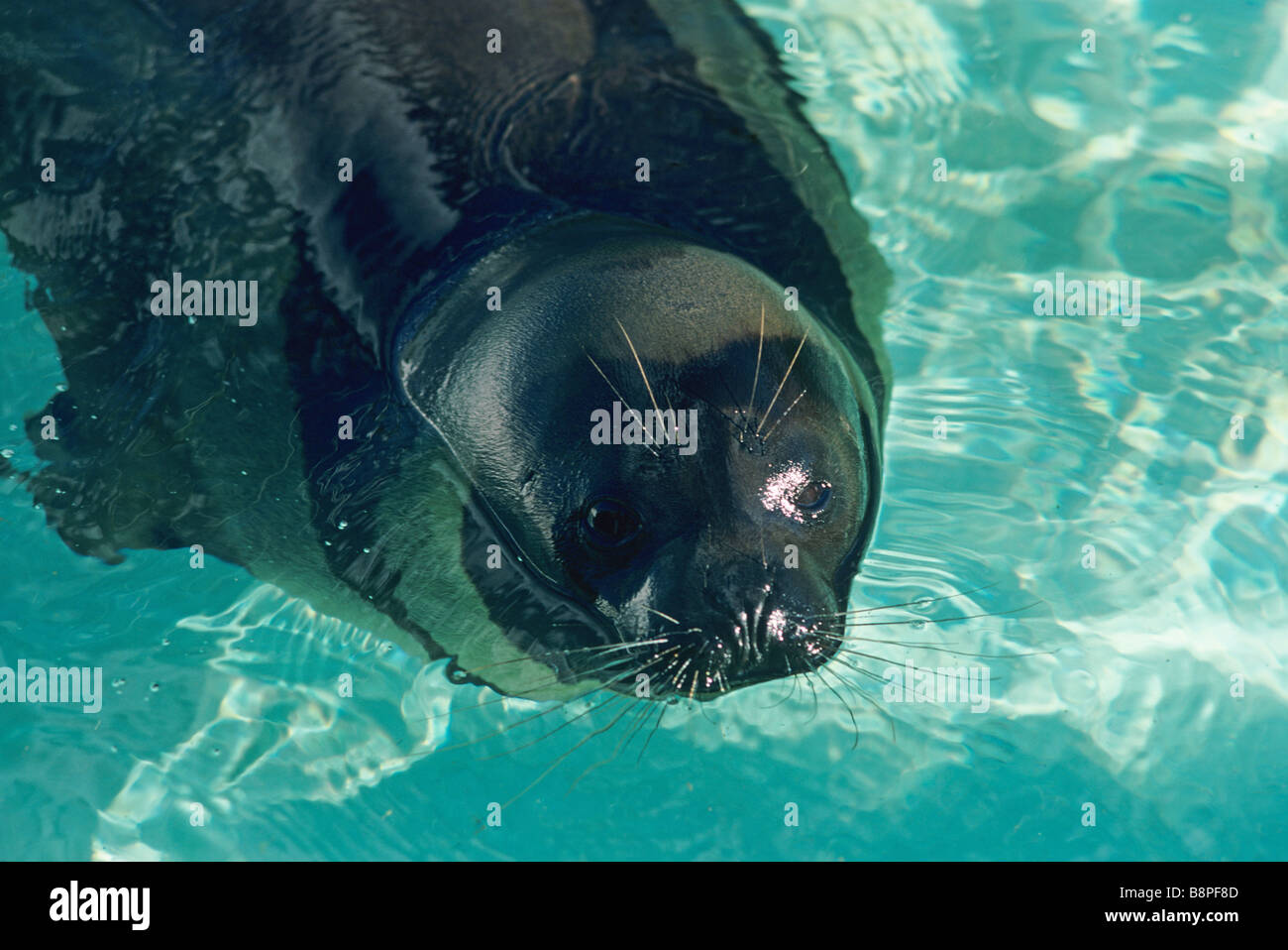 Ribbon seal hi-res stock photography and images - Alamy