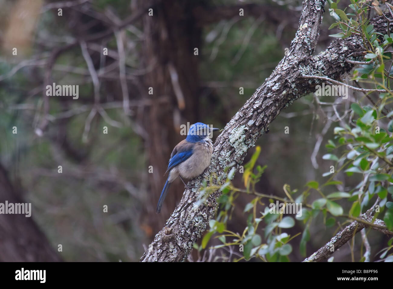 Jay bird oak hi-res stock photography and images - Alamy