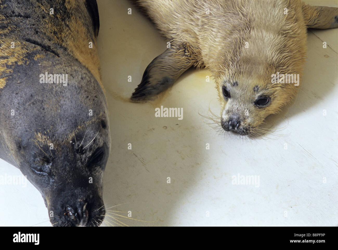 SPOTTED SEAL PUP AND MOTHER Stock Photo - Alamy