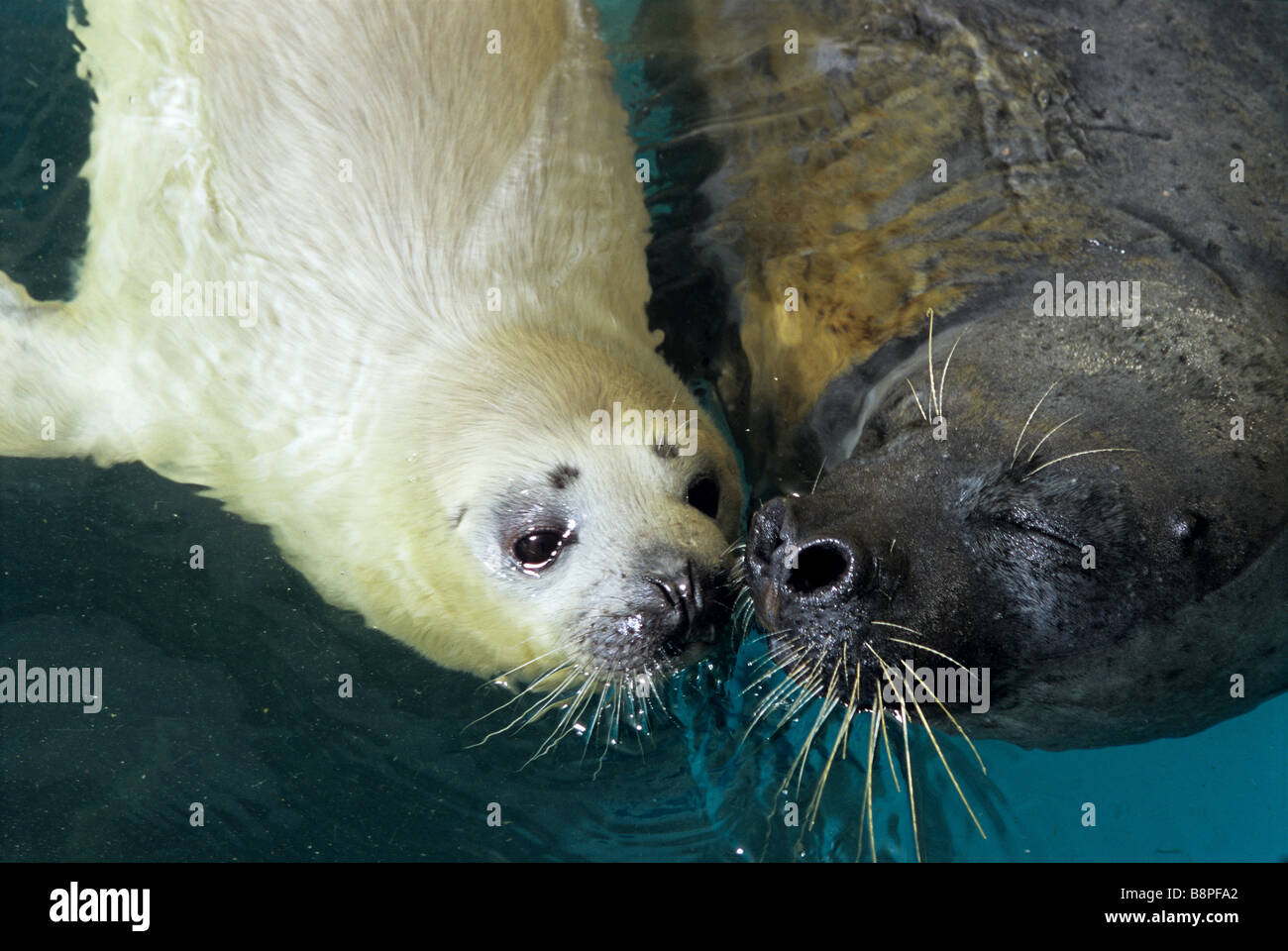 SPOTTED SEAL PUP AND MOTHER Stock Photo - Alamy