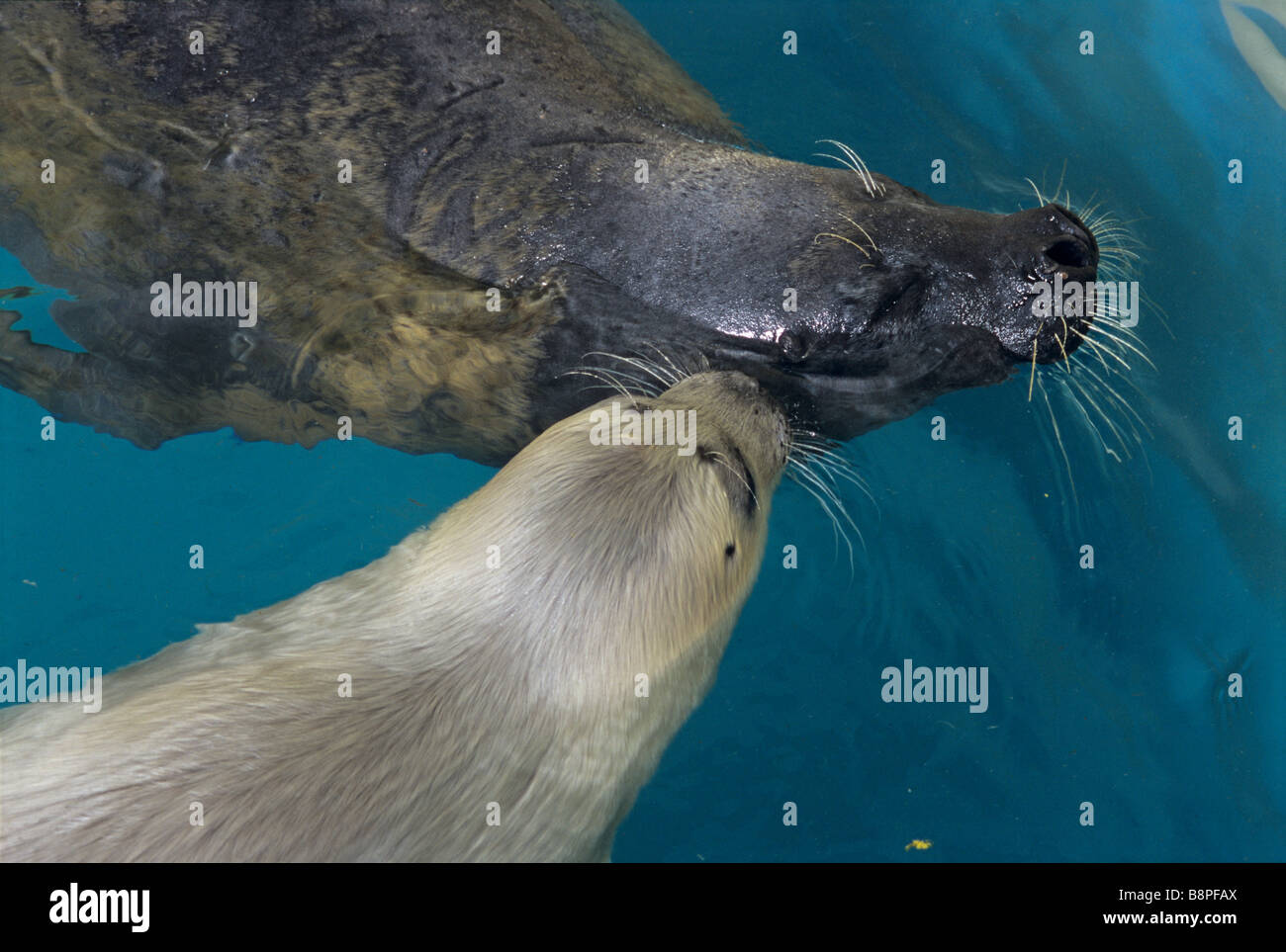 SPOTTED SEAL PUP AND MOTHER Stock Photo - Alamy