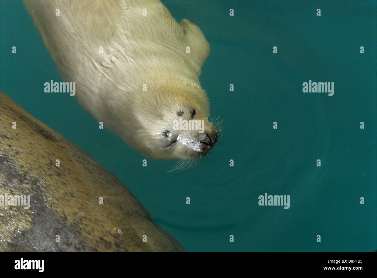 SPOTTED SEAL PUP AND MOTHER Stock Photo - Alamy