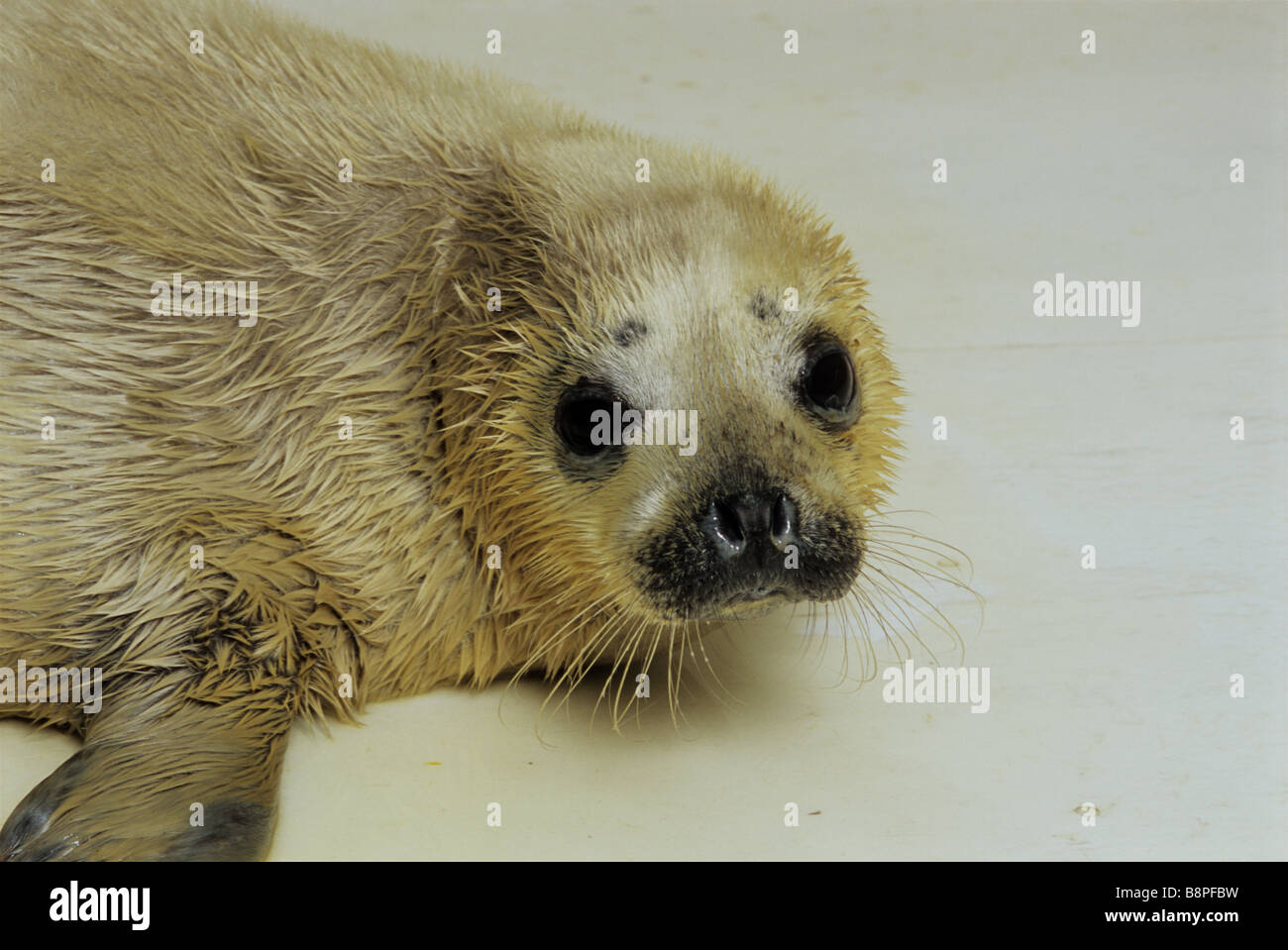 SPOTTED SEAL PUP Stock Photo - Alamy
