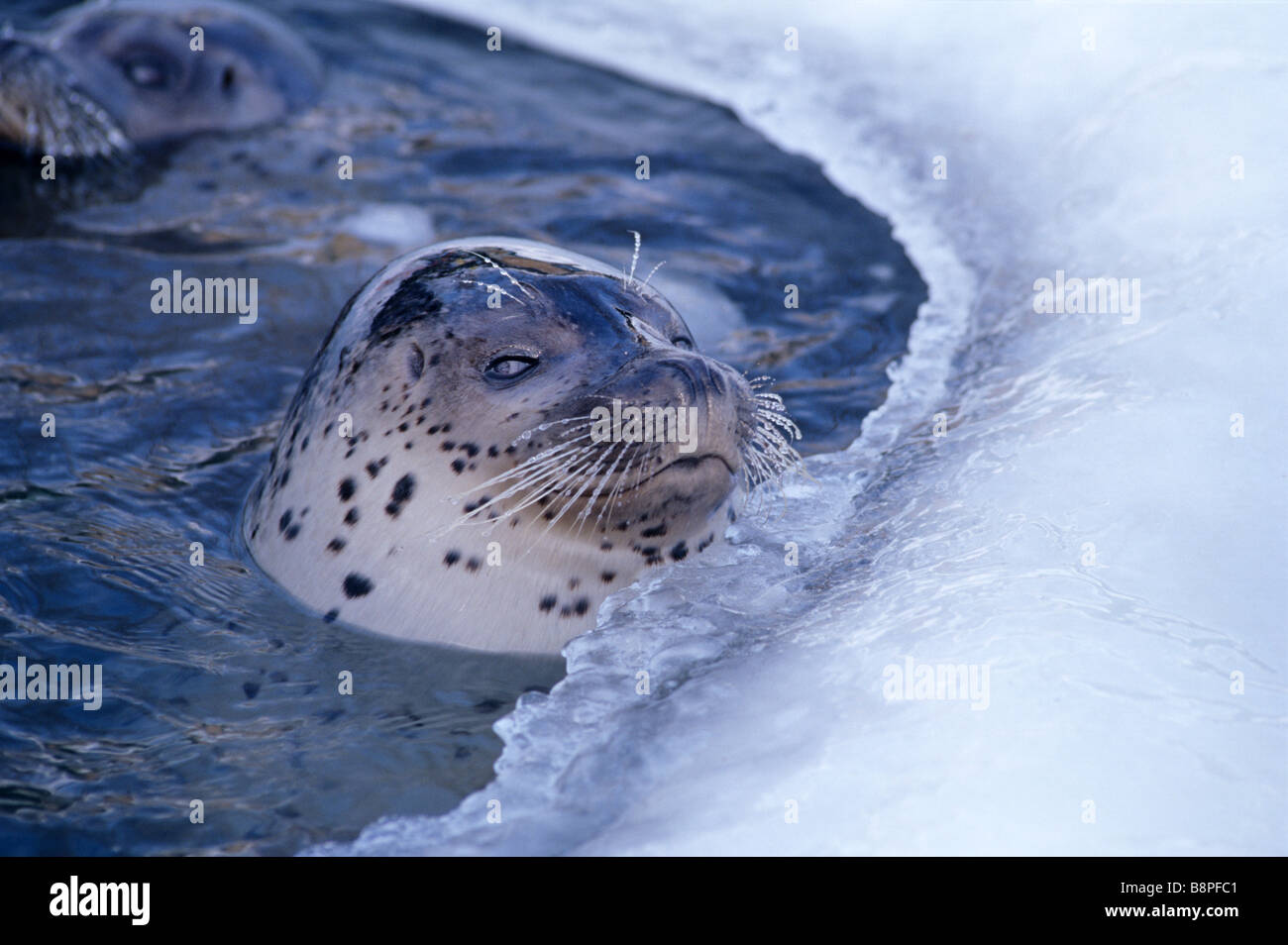 SPOTTED SEAL, OKHOTSK, HOKKAIDO, JAPAN Stock Photo - Alamy SPOTTED SEAL, OKHOTSK, HOKKAIDO, JAPAN Stock Photo - Alamy