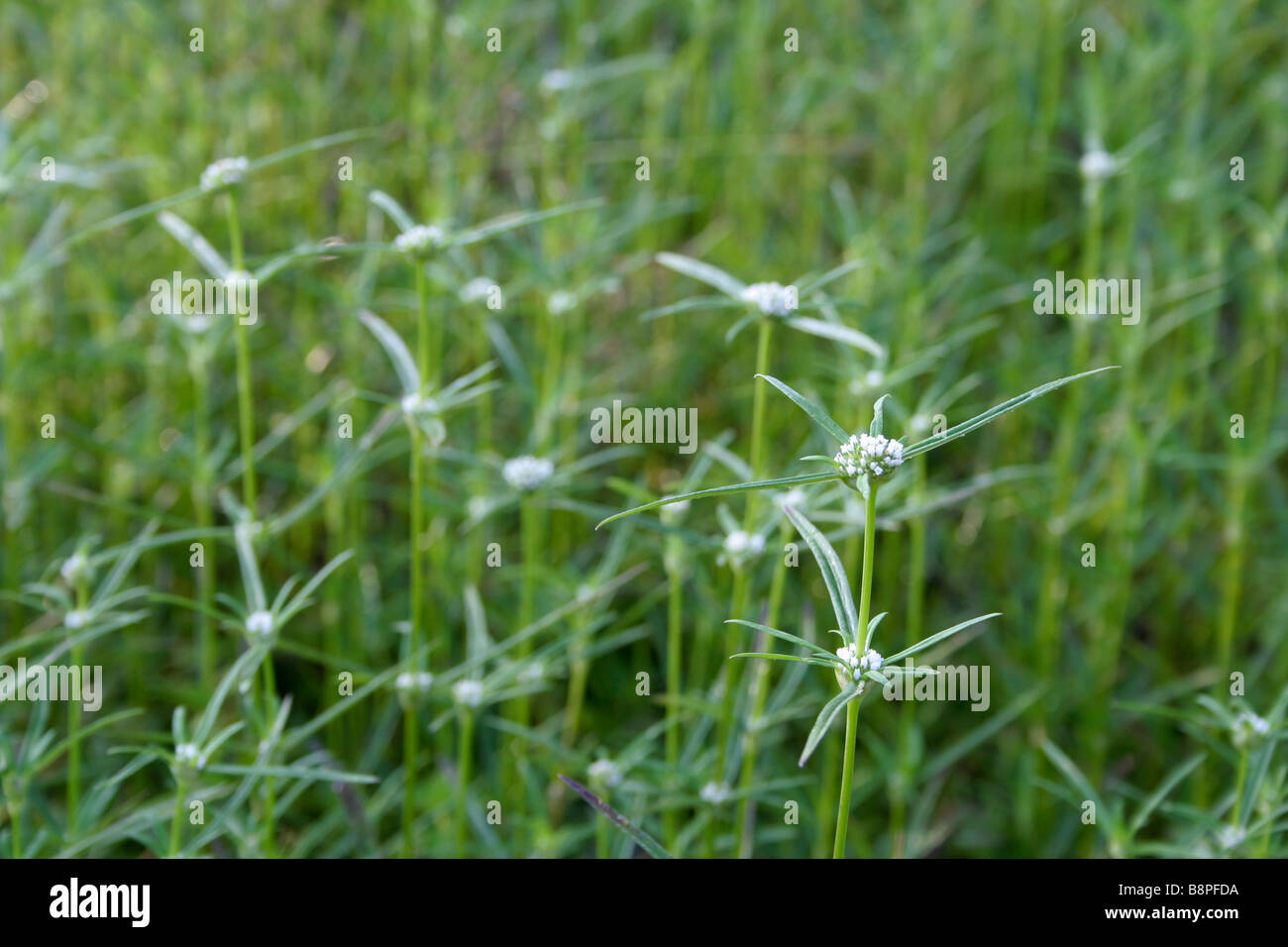 Small white flower in grass hi-res stock photography and images - Alamy
