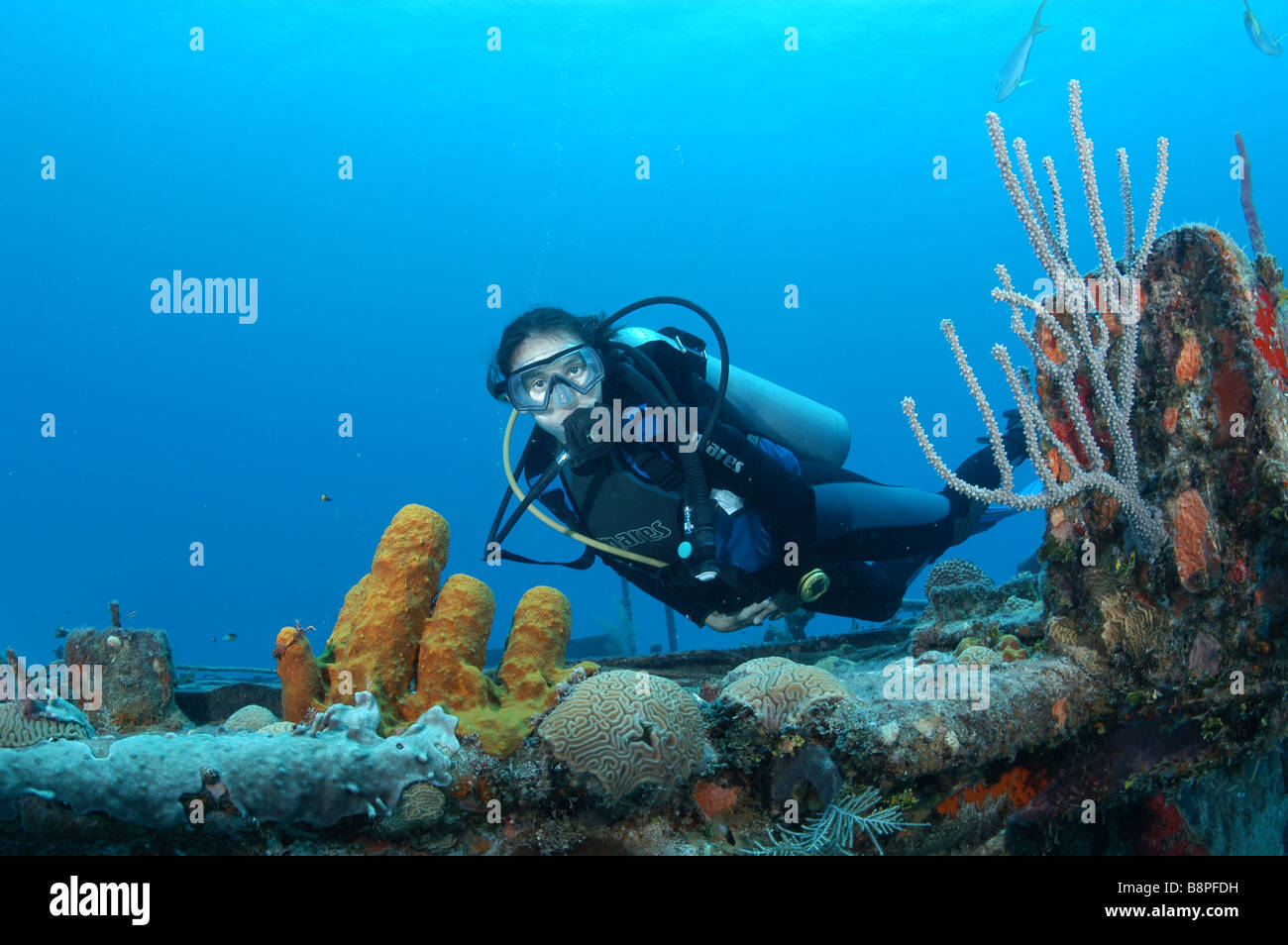 A scuba diver looks at the corals and sponges growing on a wreck under ...
