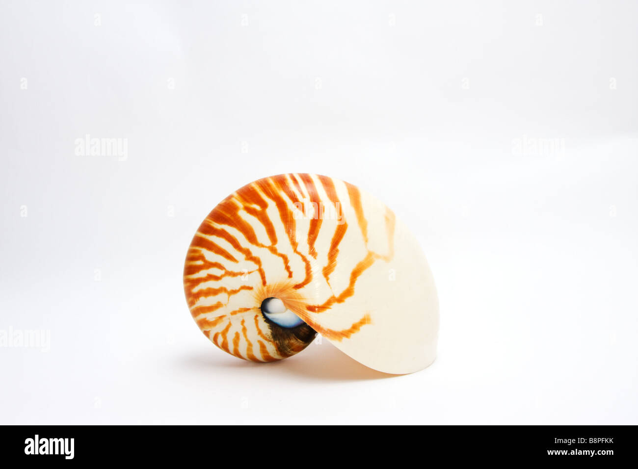 Nautilus Tiger Seashell - isolated on white Stock Photo - Alamy