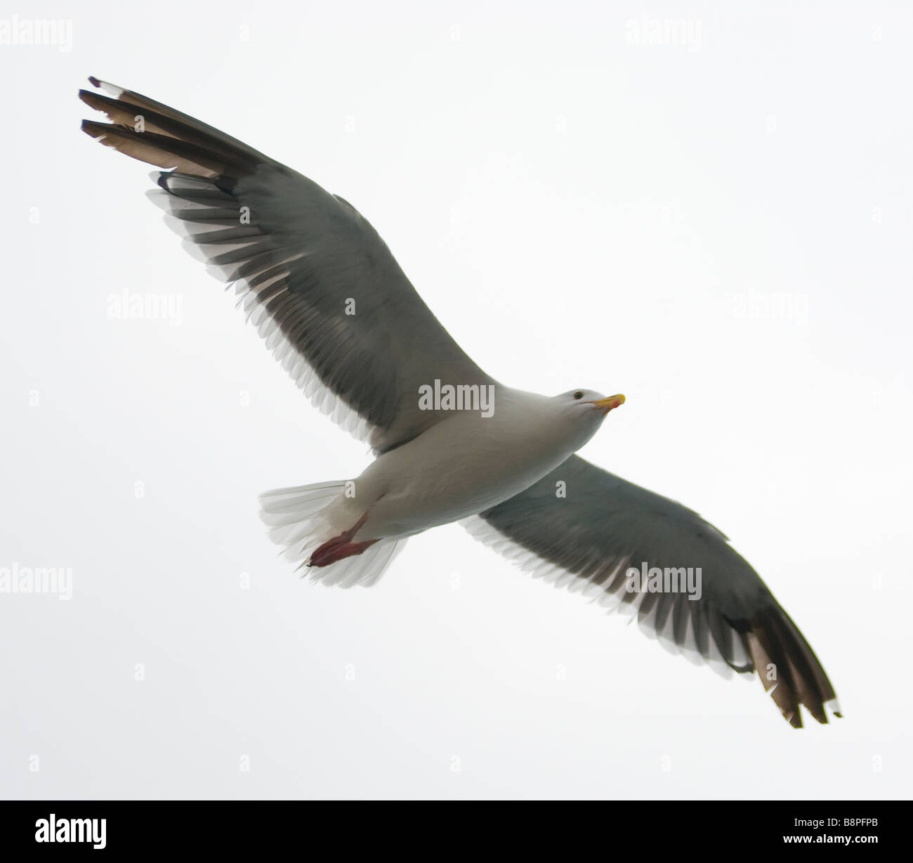 Seagull hovering with spread wings in an overcast sky Stock Photo - Alamy