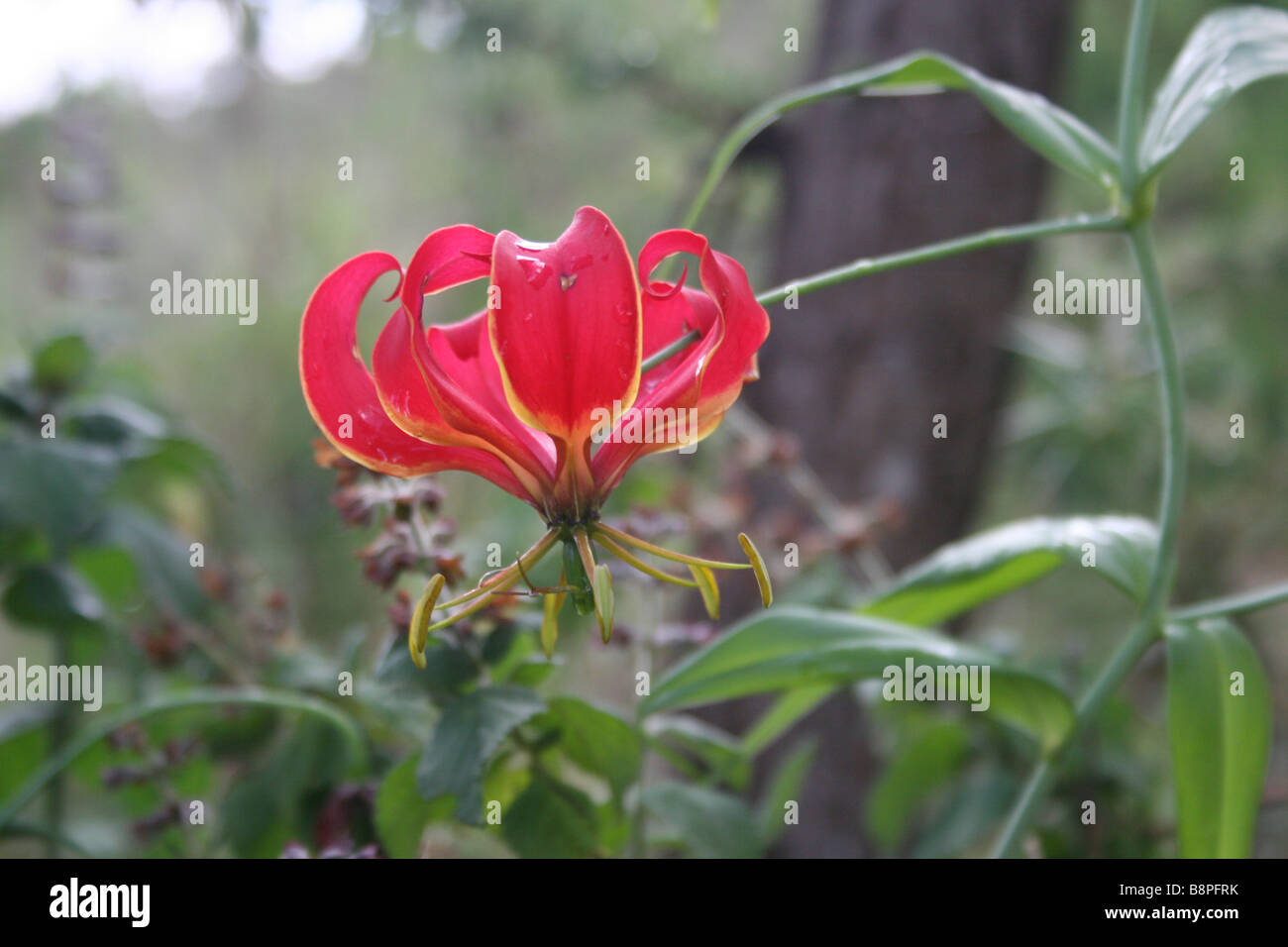 Tanzania Red Gloriosa Lily Gloriosa superba April 2006 Stock Photo - Alamy