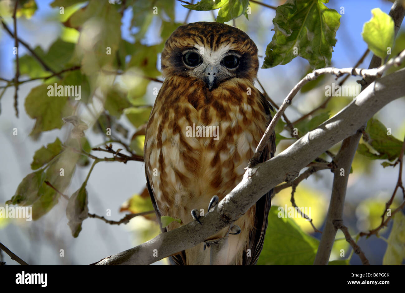 A Boobook owl rests in a tree in the city of Perth , Western Australia ...