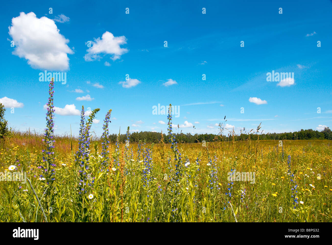 Summer meadow with blossoming wildflowers Stock Photo - Alamy