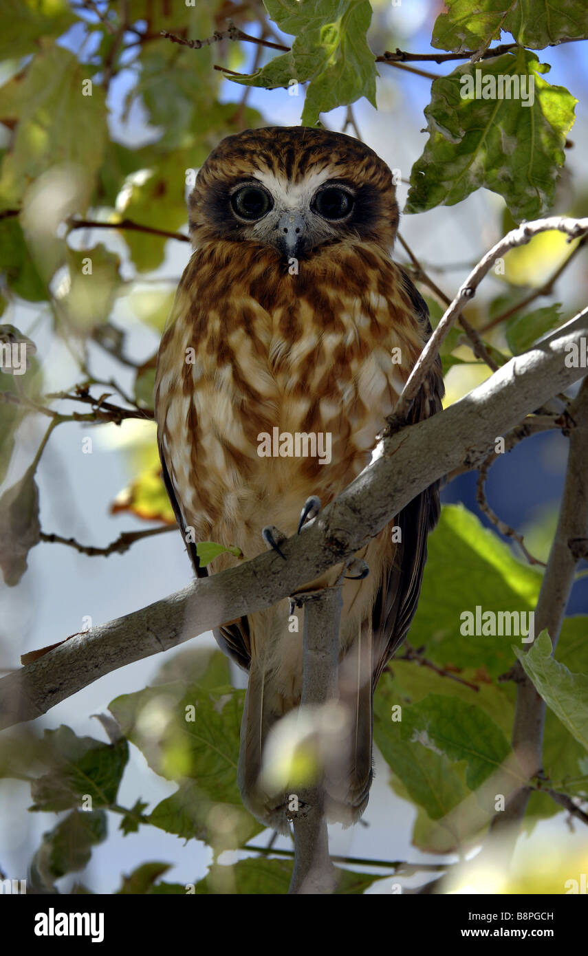 A Boobook owl rests in a tree in the city of Perth , Western Australia ...